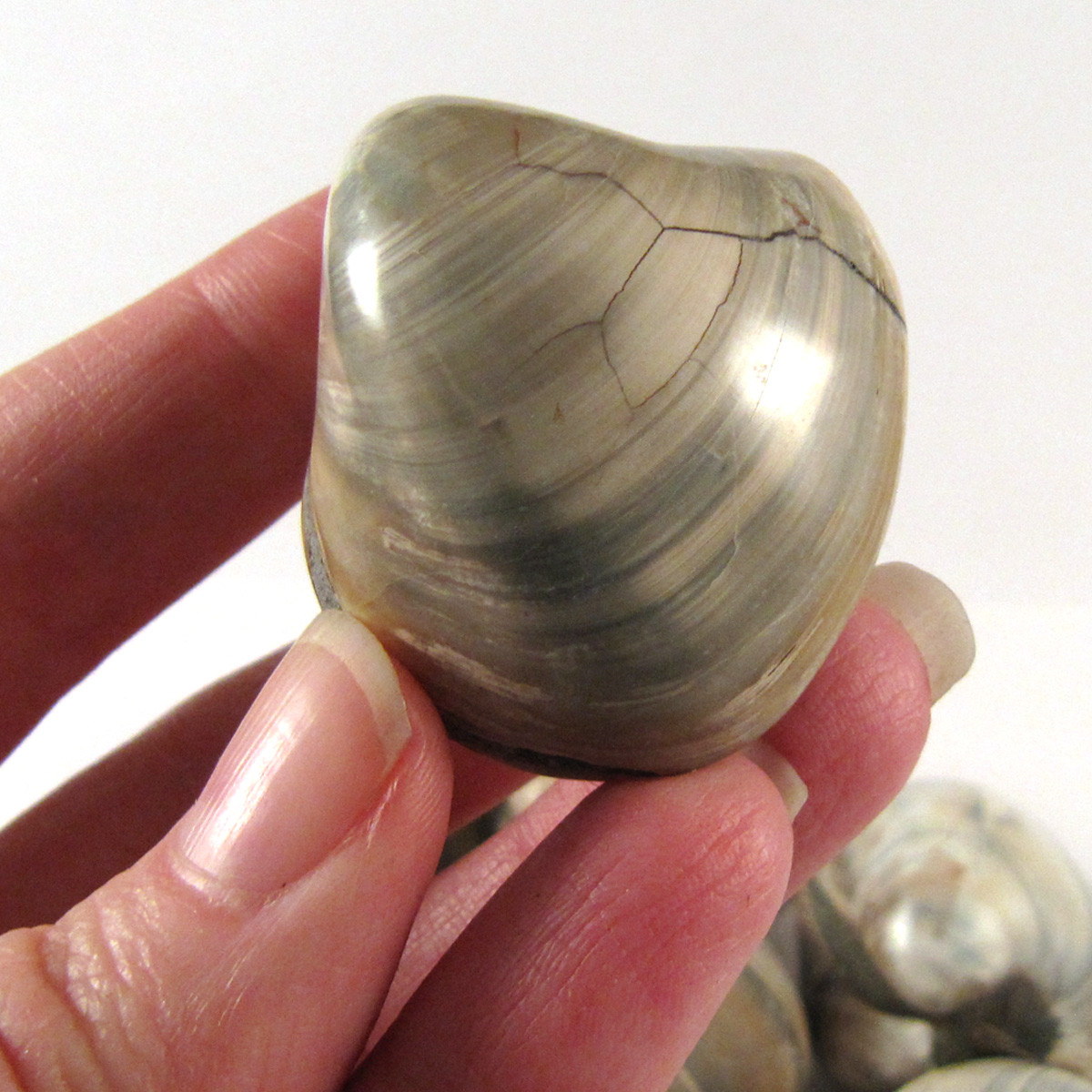Medium Fossil Clam BIVALVE - 1 (one) piece - Madagascar - Enter the ...