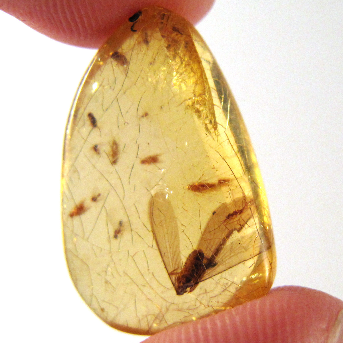 Copal with Insects - FCOP001 - Enter the Earth, Inc