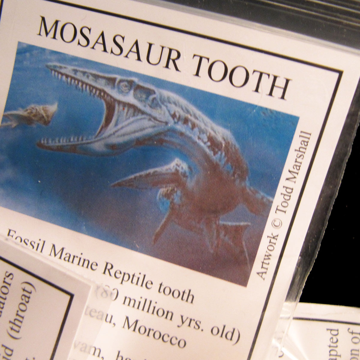 Mosasaur Tooth with Info/Artwork Card - Enter the Earth, Inc