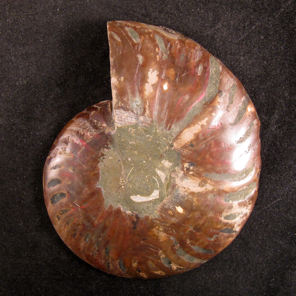 Ammonite Pair
