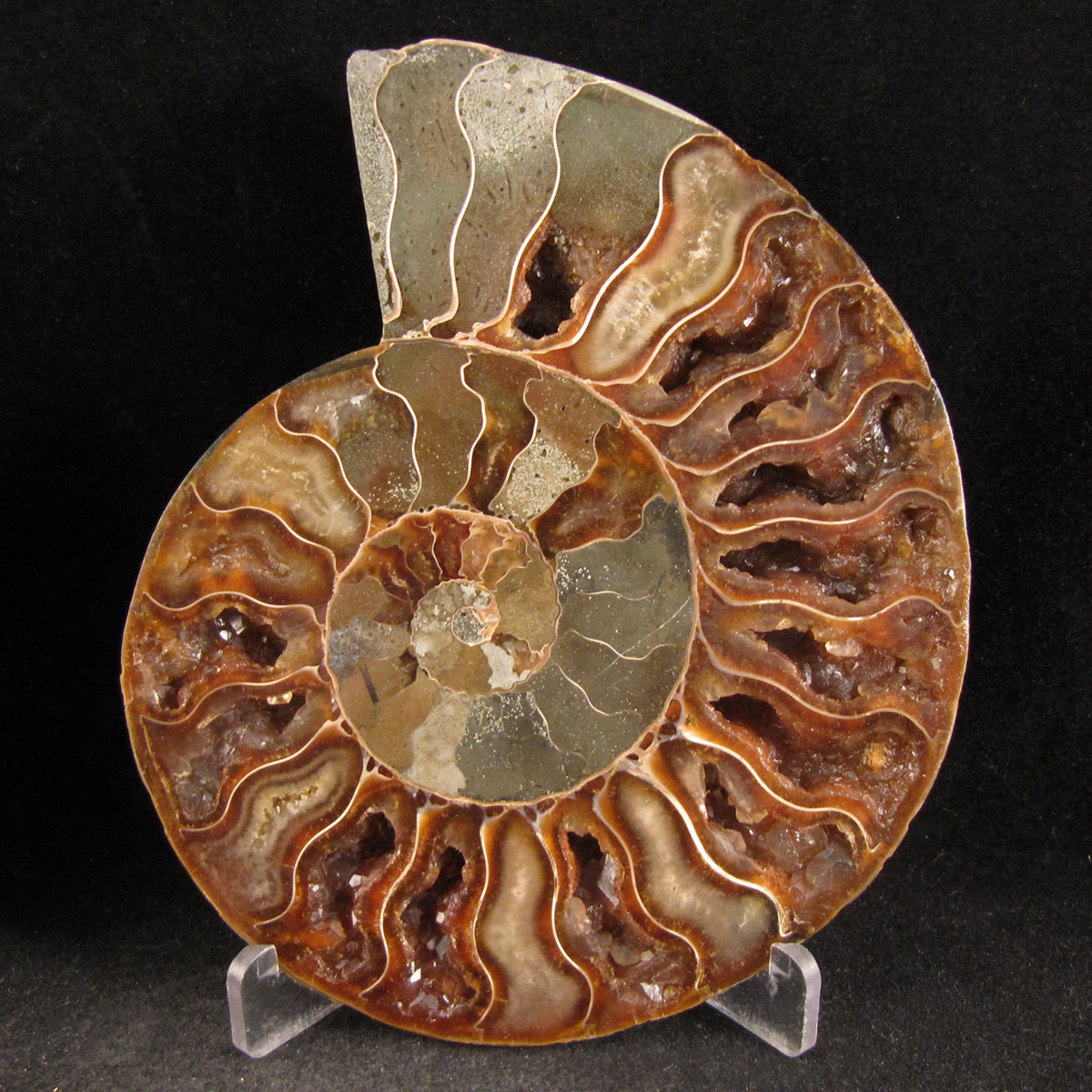 Ammonite Pair