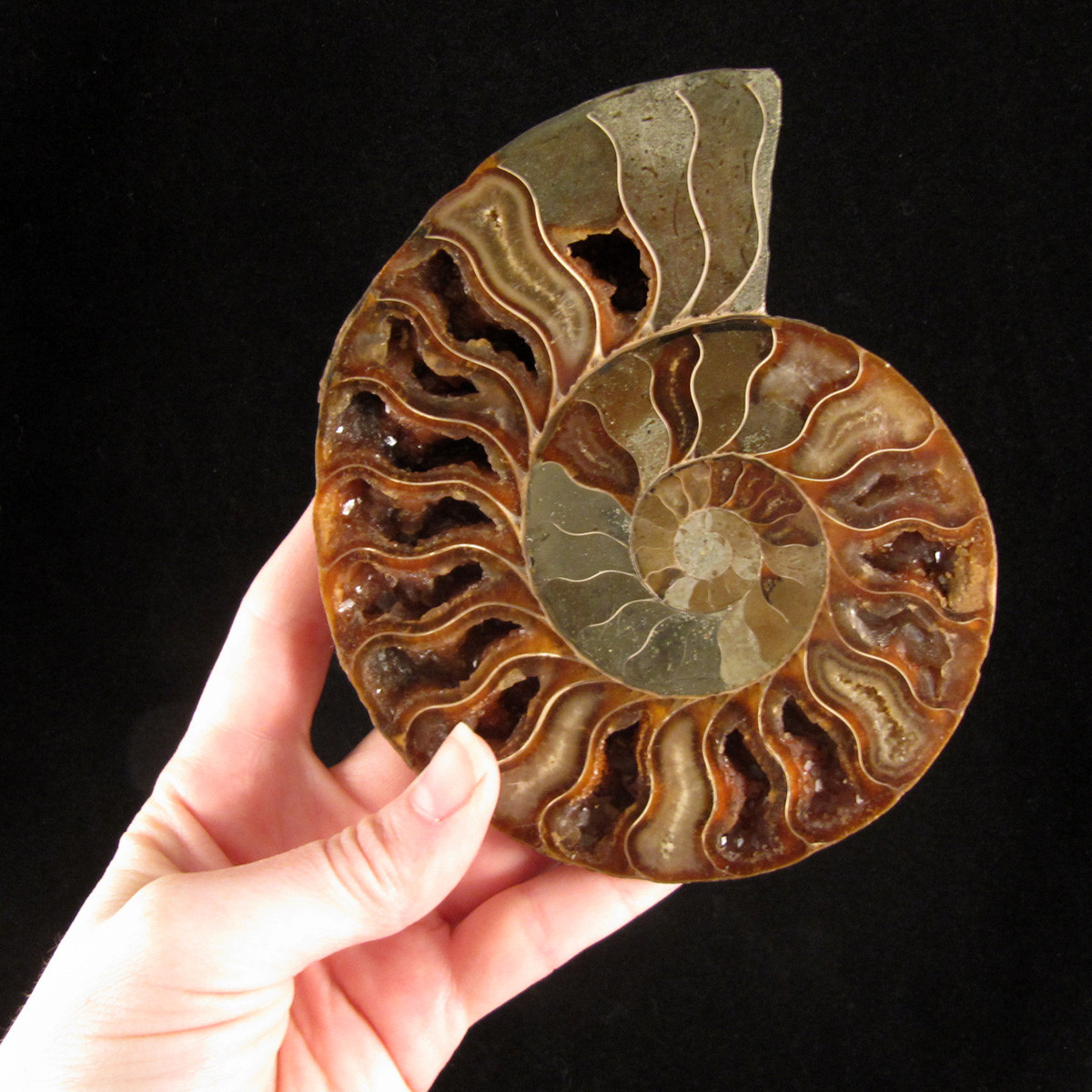 Ammonite Pair