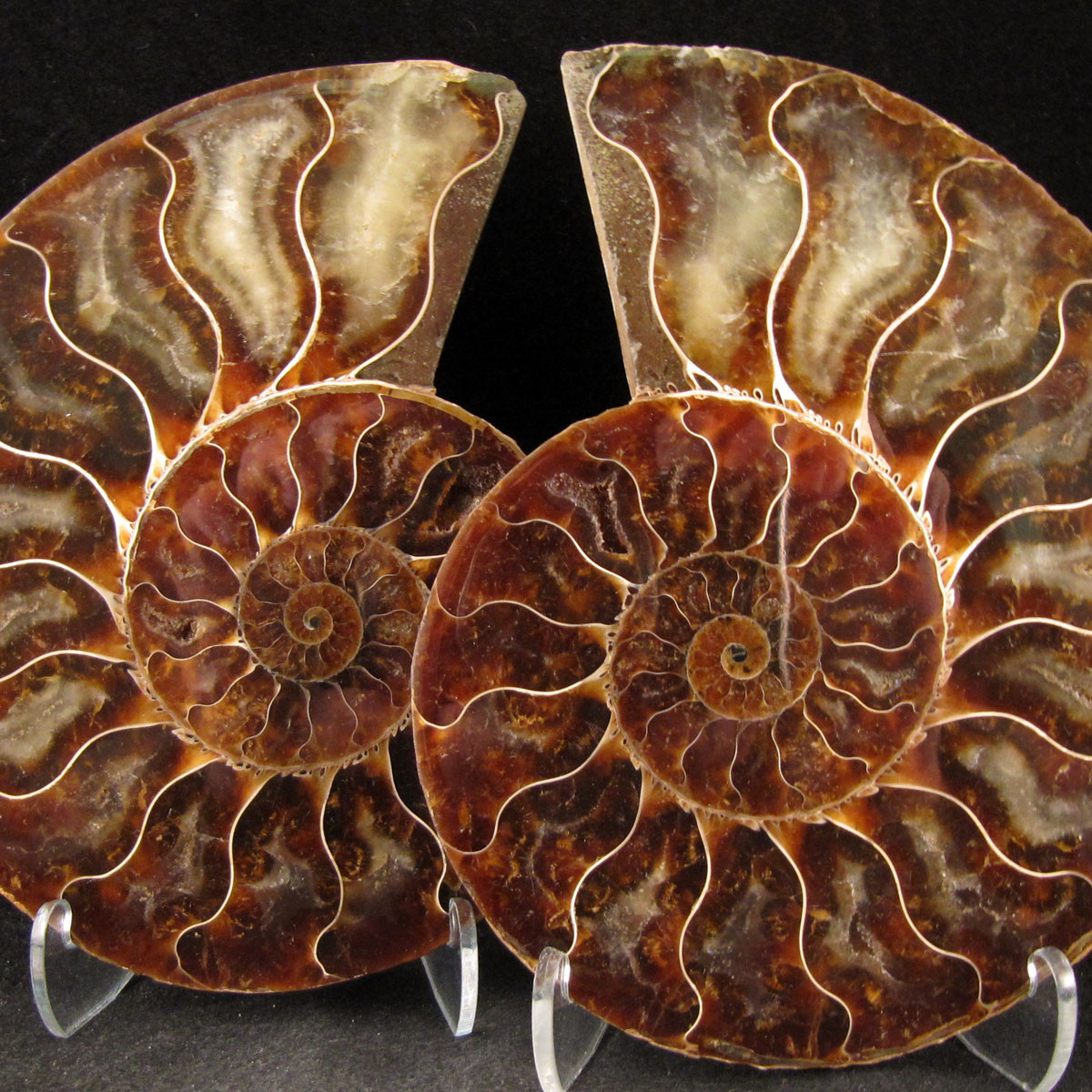 Ammonite Pair from Enter the Earth