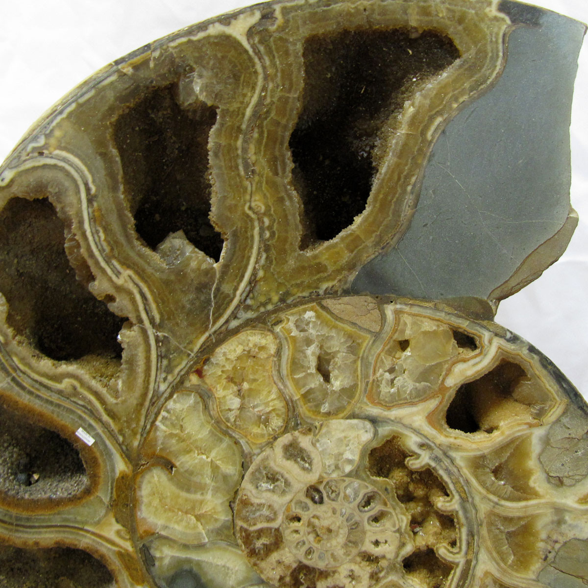 XL Ammonite Pair from Madagascar