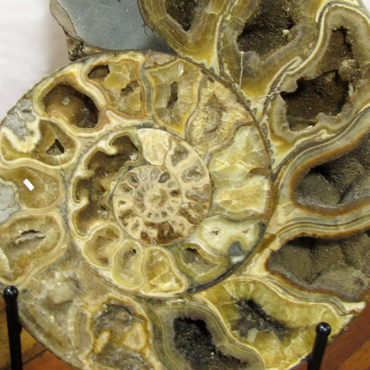 XL Ammonite Pair from Madagascar