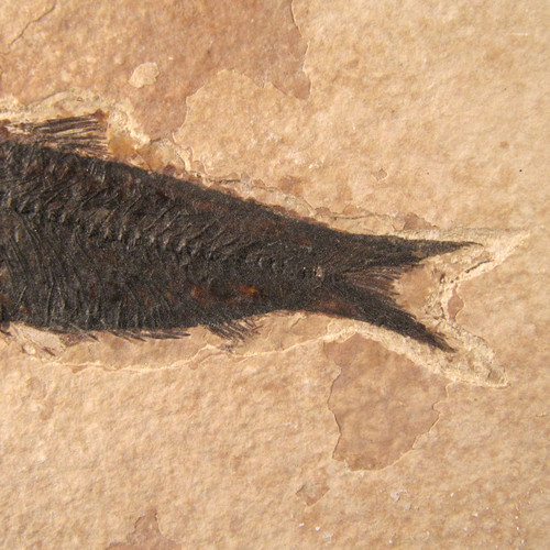 Green River Fossil Fish - FFISH001 - Enter the Earth, Inc