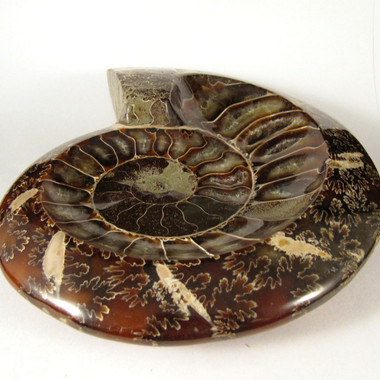 Ammonite Bowl / Dish