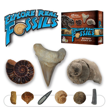 Dr. Cool Science EXPLORE REAL FOSSILS KIT -- Includes 10 Real Fossils ...