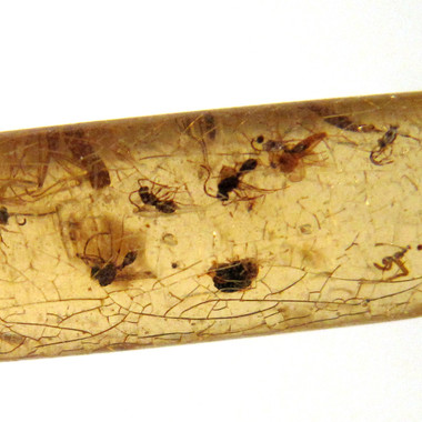 Copal with Insects - FCOP011 - Regularly $15.00 - Enter the Earth, Inc