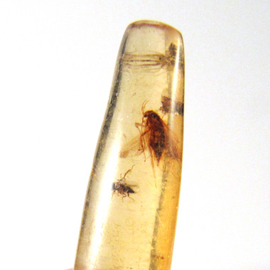 Copal with Insects - FCOP007 - Enter the Earth, Inc