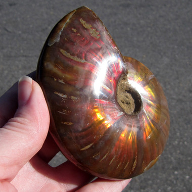 Red Flash Ammonite from Madagascar