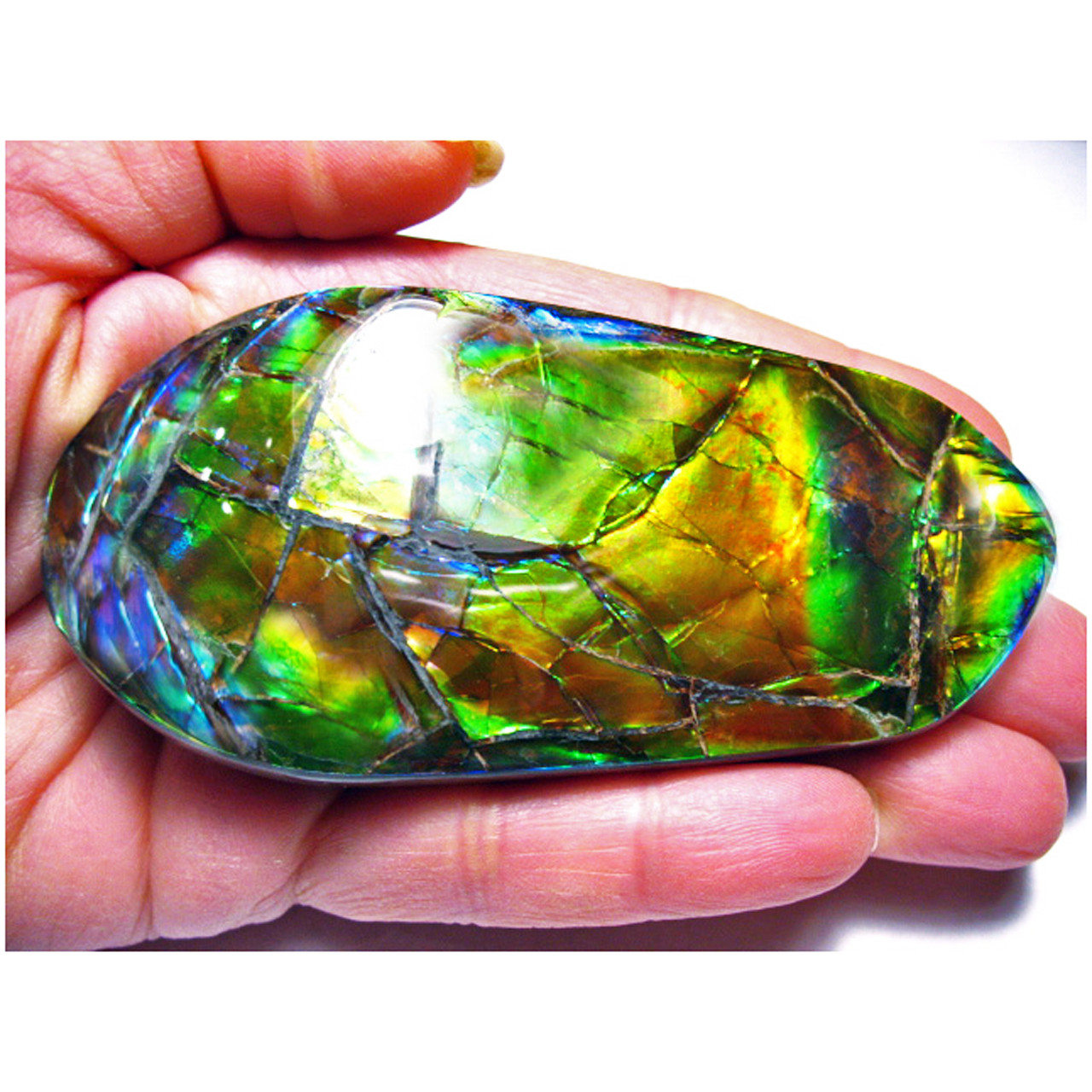 Ammolite Loose Stones & Fossils - Ammolite Large Polished Hand ...