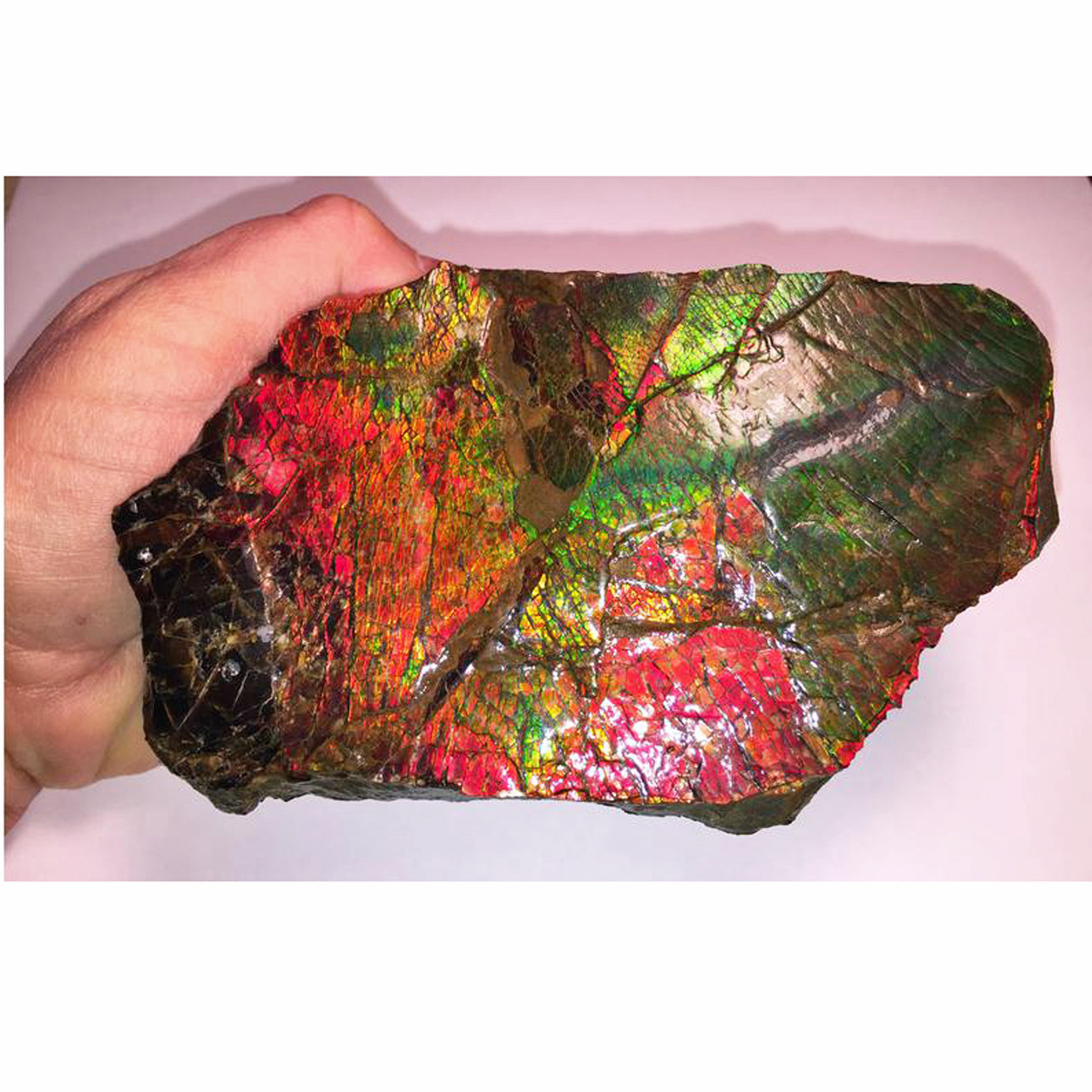 Ammolite Large Polished Hand Specimen 14LHPLS