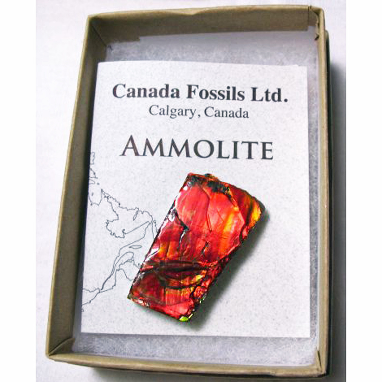 Ammolite Large Polished Hand Specimen 14LHPLS