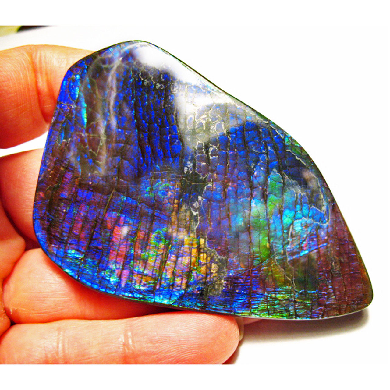Ammolite Large Polished Hand Specimen 14LHPLS