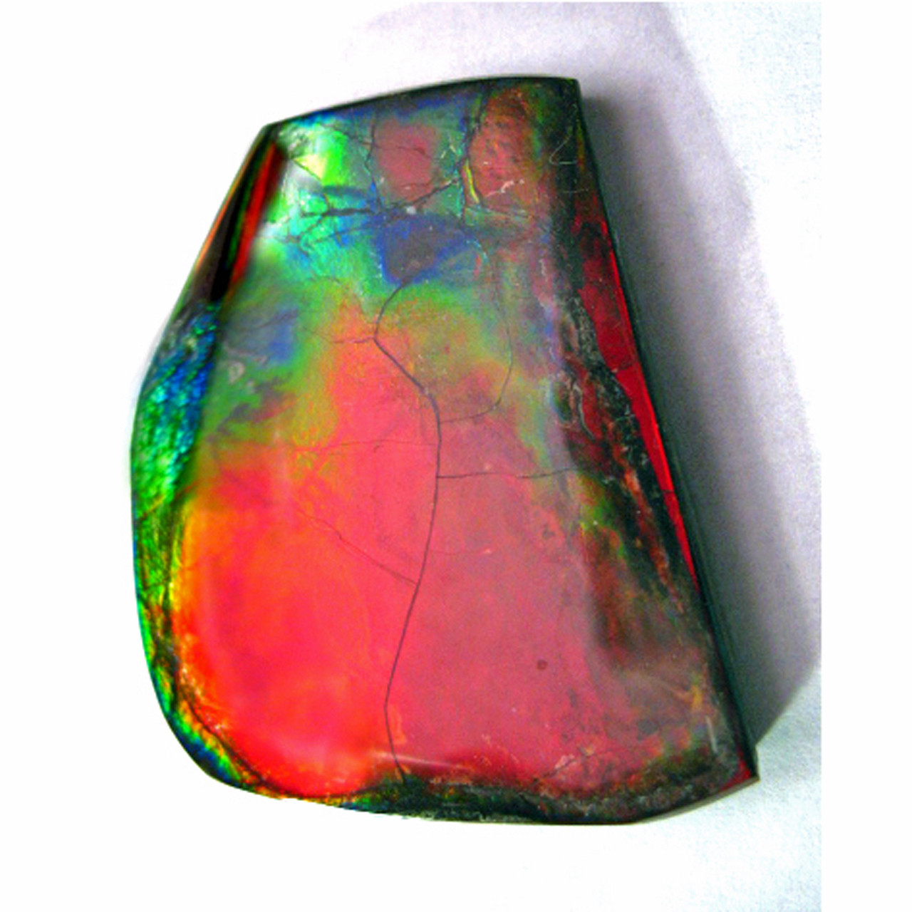 Ammolite Loose Stones & Fossils