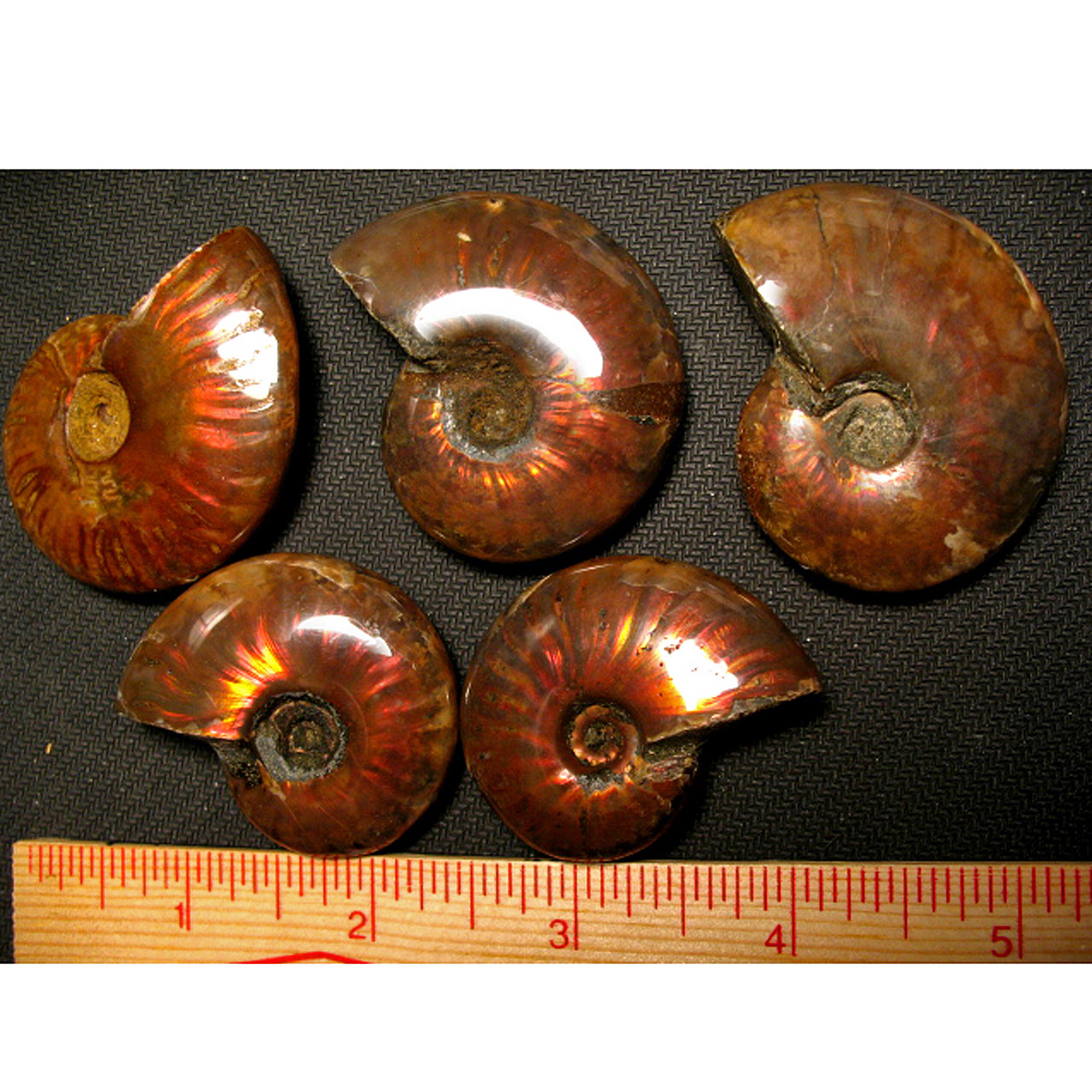 Canada Fossils Boxed Canadian Ammolite Hand Specimens 1AHS