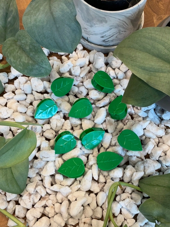 Plant Wall Clips for trailing plants