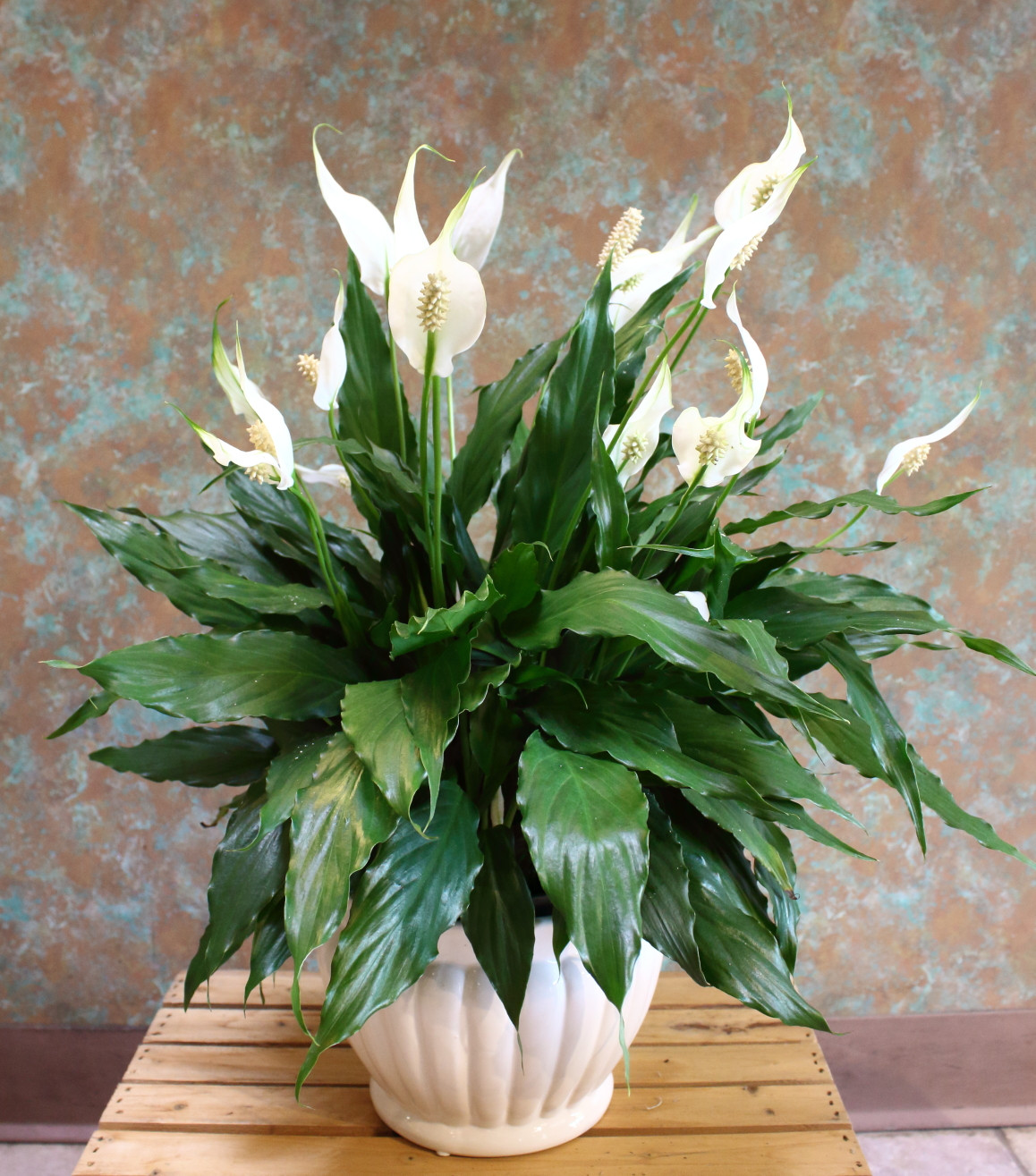 Sympathy and Funeral Flowers Delivery Washington DC