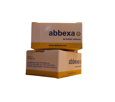 Human SARS-CoV-2 Neutralizing Antibody ELISA Kit | abx365044 | abbexa