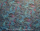 Computerized Quilting Pattern Ginkgo Edge-to-Edge