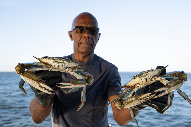 Maryland Blue Crabs