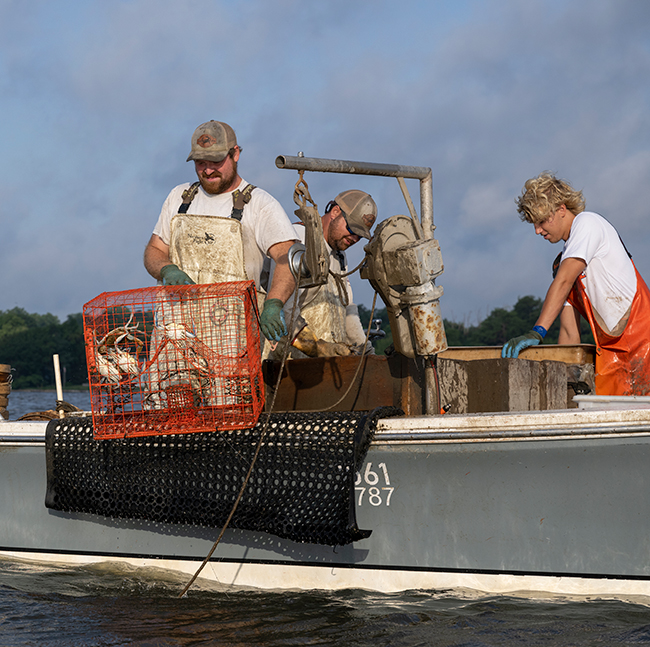 Blue Crab Harvesting Methods: Crab Potting, Scraping, and Trot Lining ...