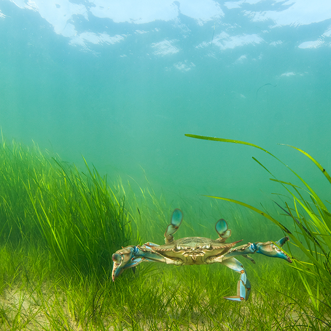 How Do Crabs See Underwater