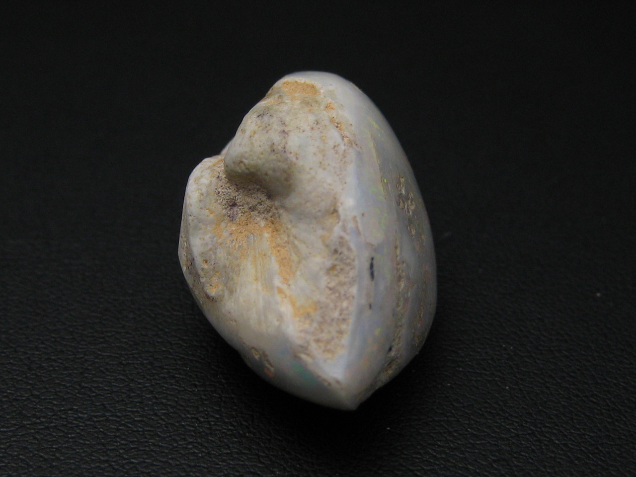 Opal Pipi - Opalised Sea Shell