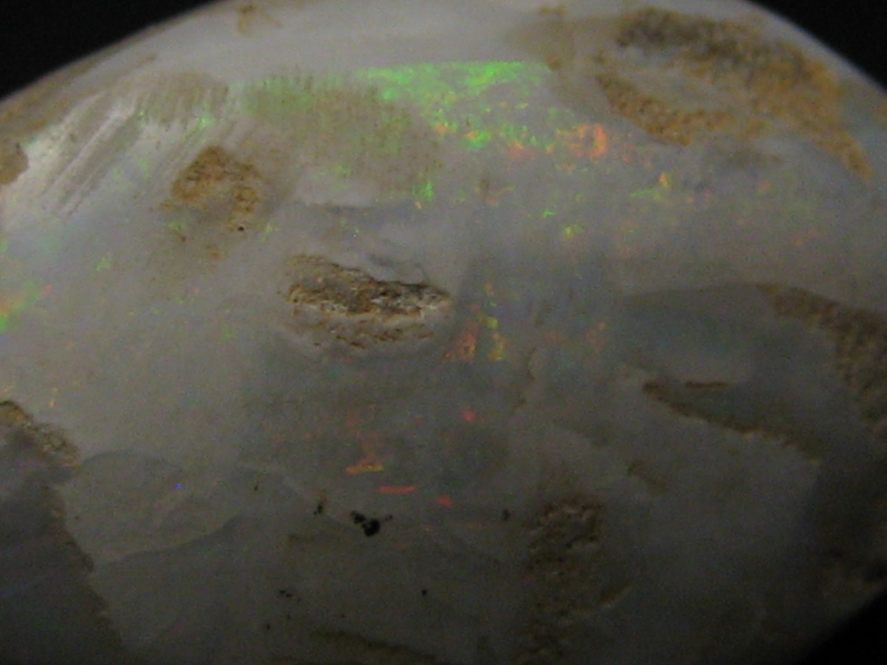 Opal Pipi - Opalised Sea Shell