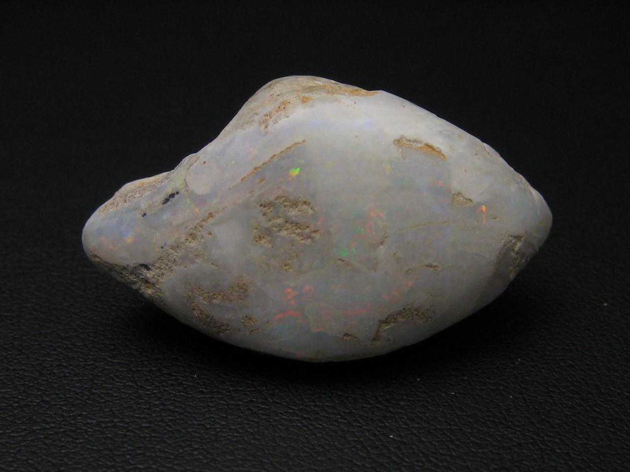 Opal Pipi - Opalised Sea Shell