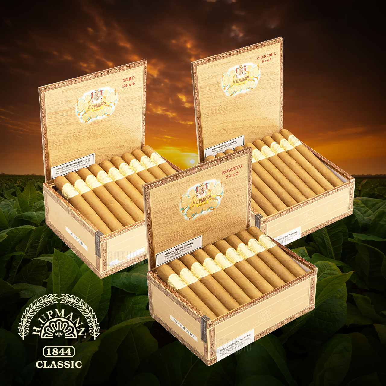 H Upmann 1844 Classic Cigars: Timeless Tribute to Tradition - Gotham Cigars