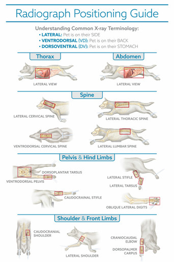 Radiography Guide- 18 x 24 Poster