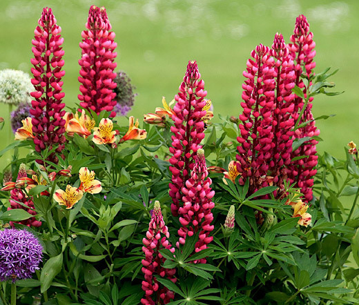 Lupine Golden Yellow Seeds - Lupinus Densiflorus Aureus