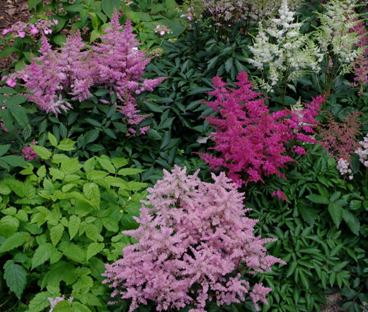 Astilbe Bunter Mix Seeds - Astilbe Arendsii