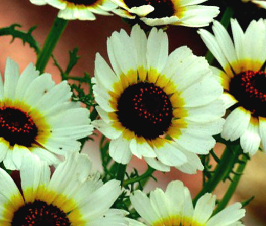 Daisy Painted Polar Star Seeds - Chrysanthemum Carinatum