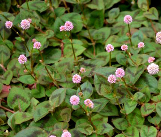 Knotweed Pink Punching Balls Non GMO Seeds - Polygonum Capitatum