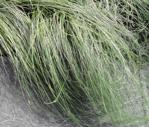 Carex Amazon Mist Carex 'Amazon Mist' Horticulture Francoeur