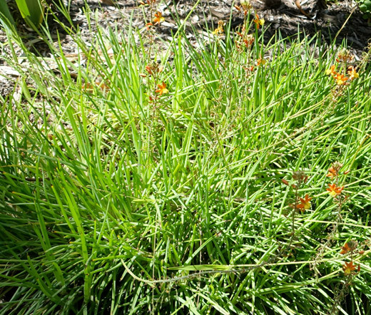 Bulbine Stalked Avera Sunset Orange Seeds - Bulbine Frutescens