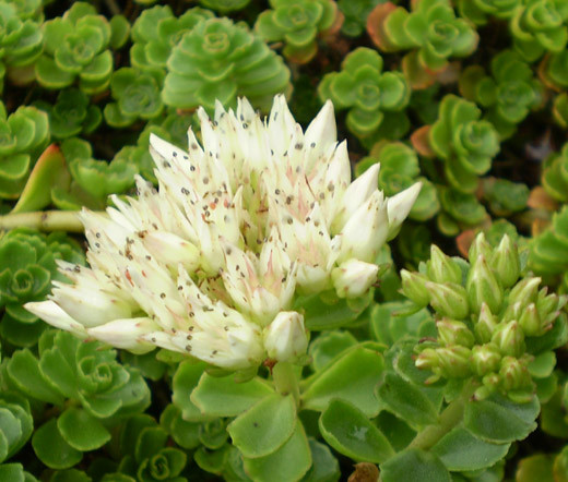 Sedum Summer Snow Stonecrop Seeds - Sedum Spurium