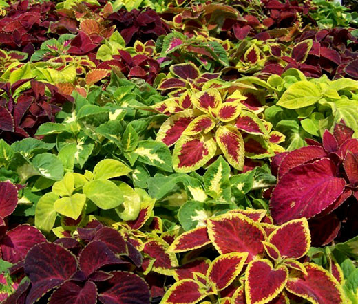 Coleus Wizard Velvet Red Seeds - Solenostemon Scutellarioides