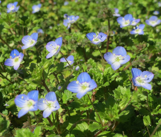 Speedwell Creeping Blue Seeds - Veronica Repens