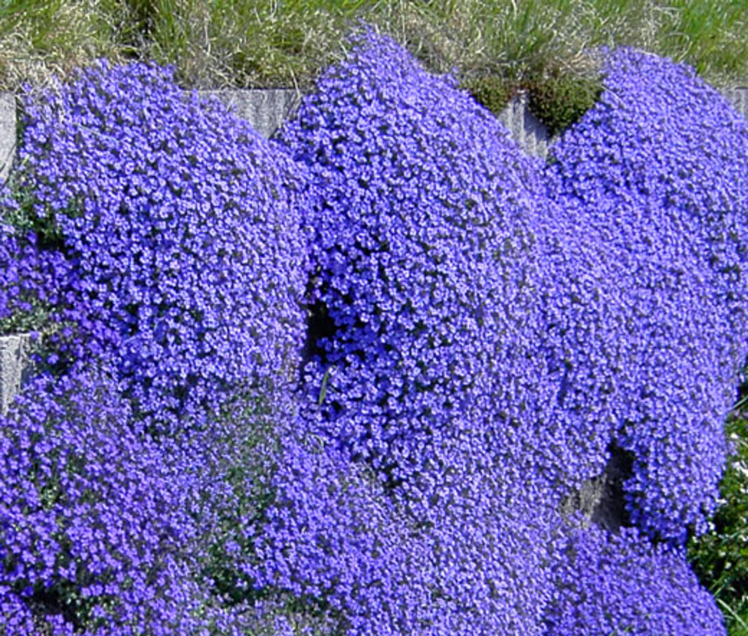 Speedwell Creeping Blue Seeds Veronica Repens