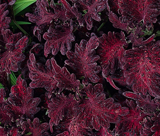 Coleus Wizard Velvet Red Seeds - Solenostemon Scutellarioides