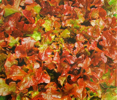 Lettuce Looseleaf Red Sails Non GMO Seeds - Lactuca Sativa