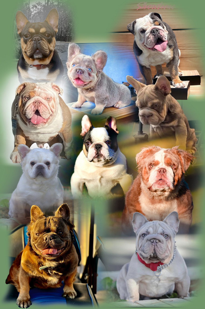 Custom Pet Photos Cornhole Wraps / Skins