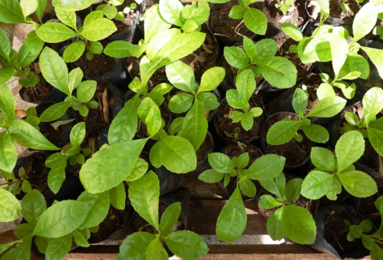 Yerba mate production and elaboration: all you need to know - Pampa Direct