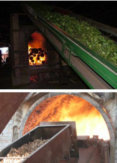 Yerba mate production and elaboration: all you need to know - Pampa Direct