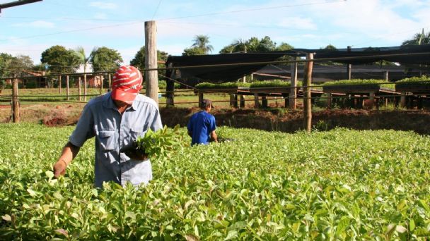 Datos curiosos sobre la yerba mate - Pampa Direct