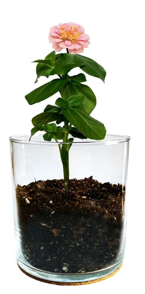 Essential Flower Garden - Stanford Health Care Gift Shop